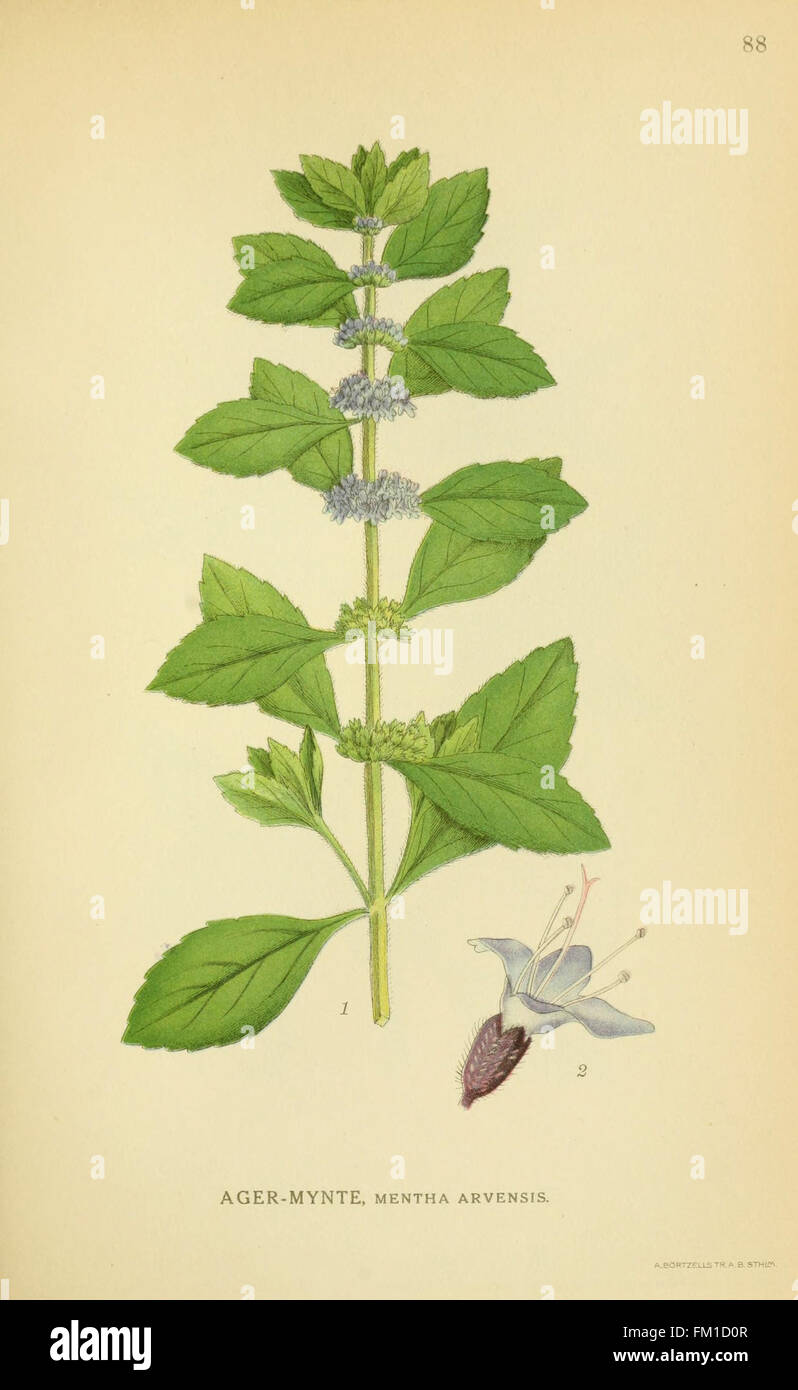 *Billeder af Nordens Flora* (Plate 88) showcases the flora of ...