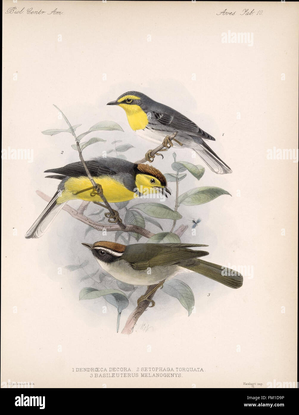This illustration from 'Biologia Centrali-Americana' depicts the rich ...