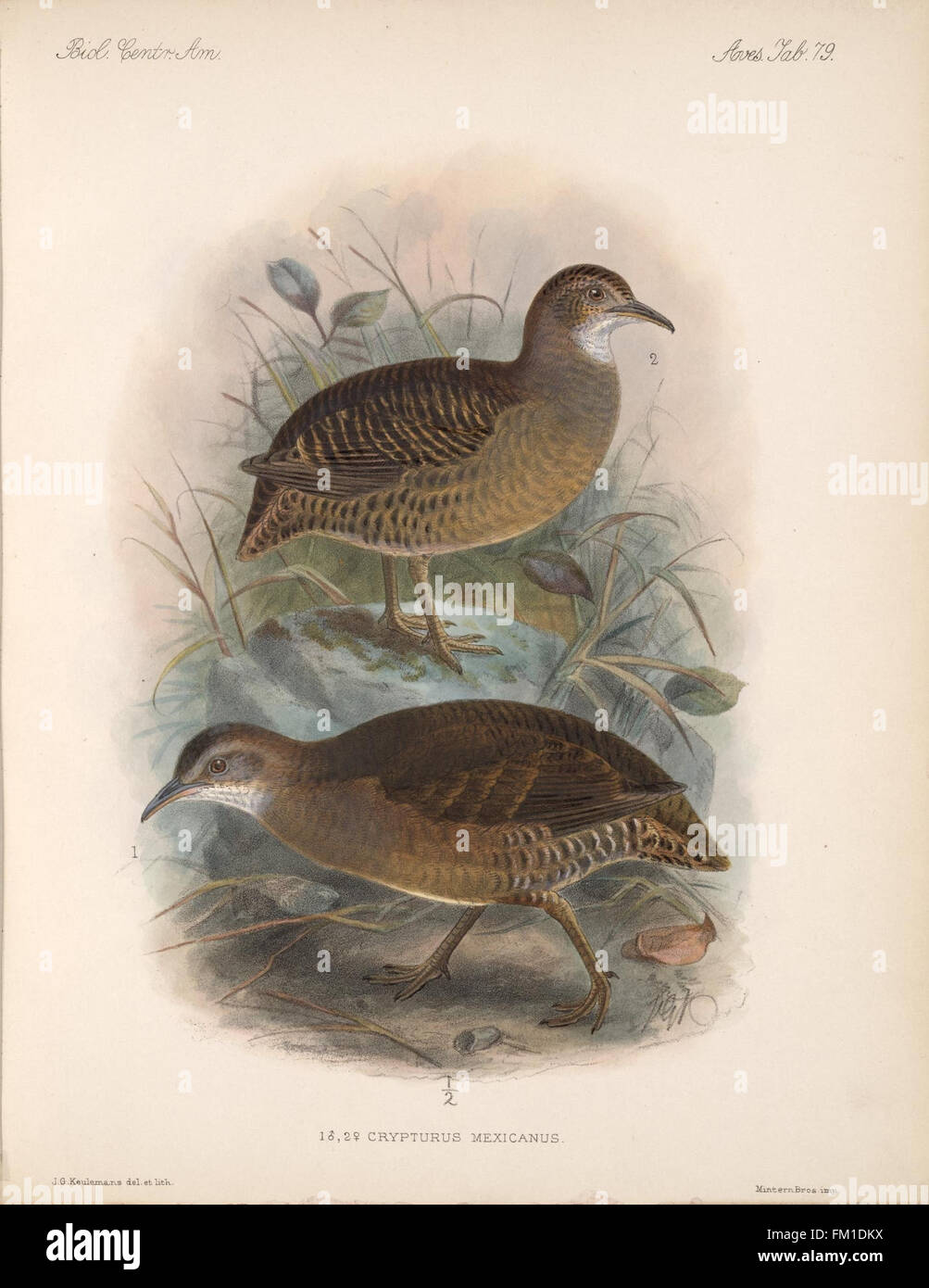 Tab 79 hi-res stock photography and images - Alamy