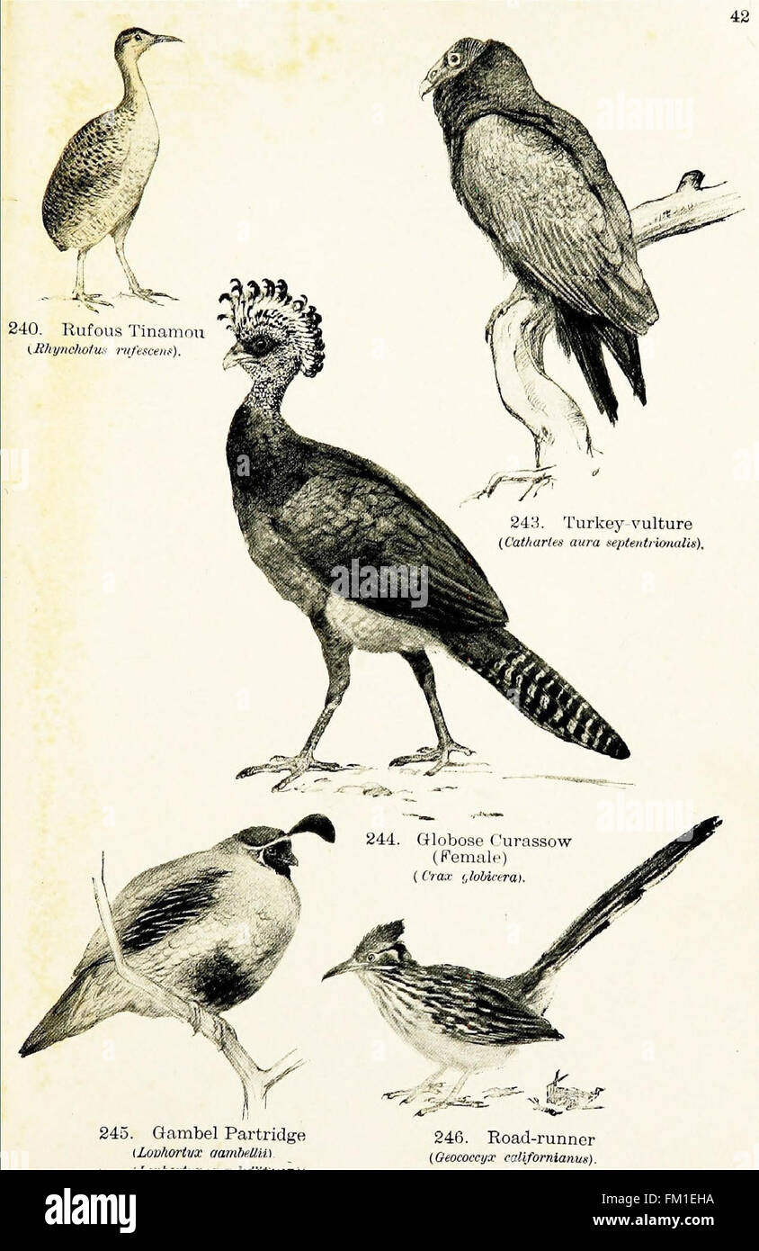 This educational work provides illustrations and descriptions of bird ...