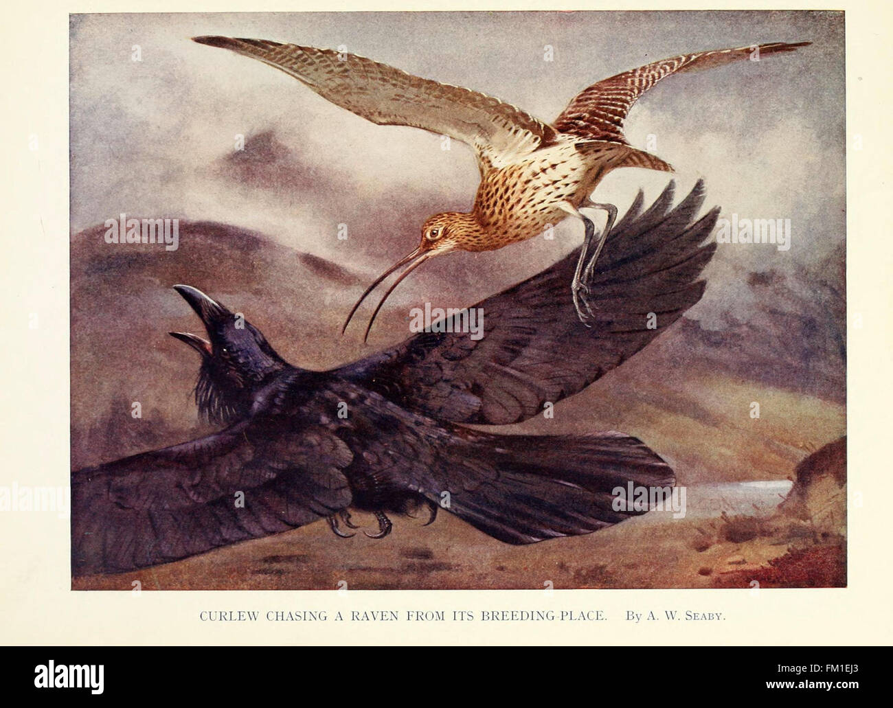 A pictorial collection illustrating birds observed throughout the year ...