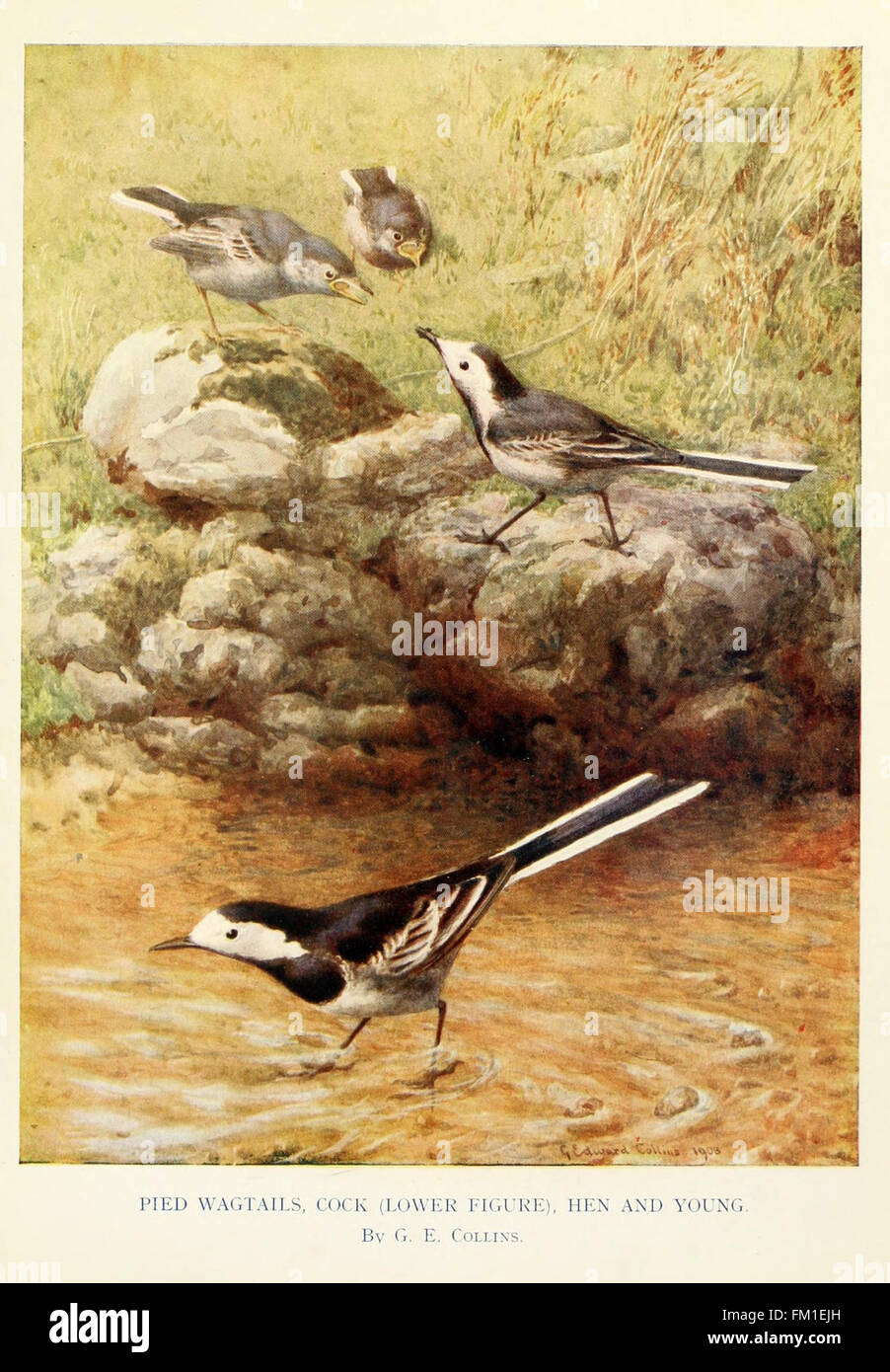 'Birds through the Year' highlights the diversity of bird species in ...