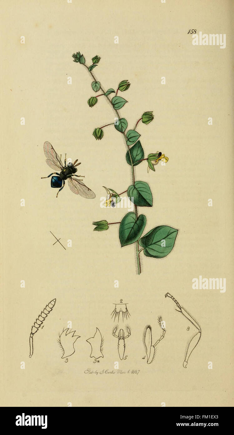 Plate 158 from 'British Entomology' showcases a variety of British ...