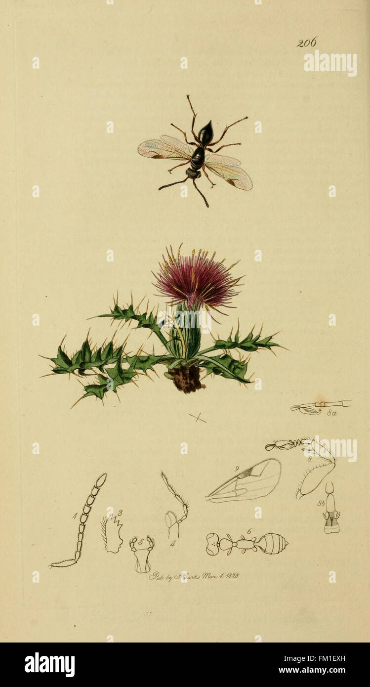 Plate 206 from 'British Entomology' presents detailed illustrations of ...