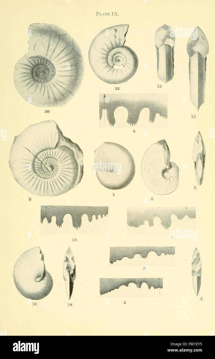 Evolutionary history of cephalopods hi-res stock photography and images ...