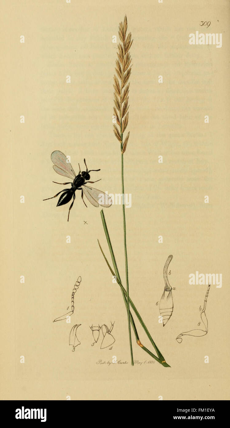British Entomology (Plate 309) offers a detailed illustration of insect ...