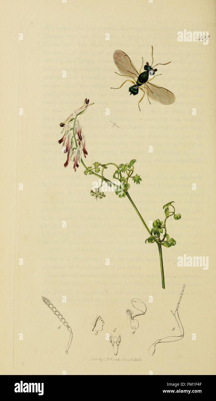 Detailed taxonomy of various insects hi-res stock photography and ...