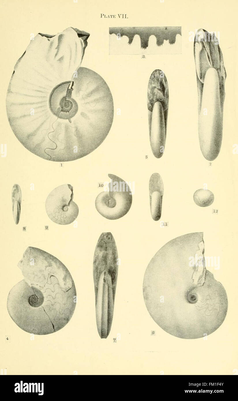 'Acceleration of Development in Fossil Cephalopoda' Plate VII explores ...