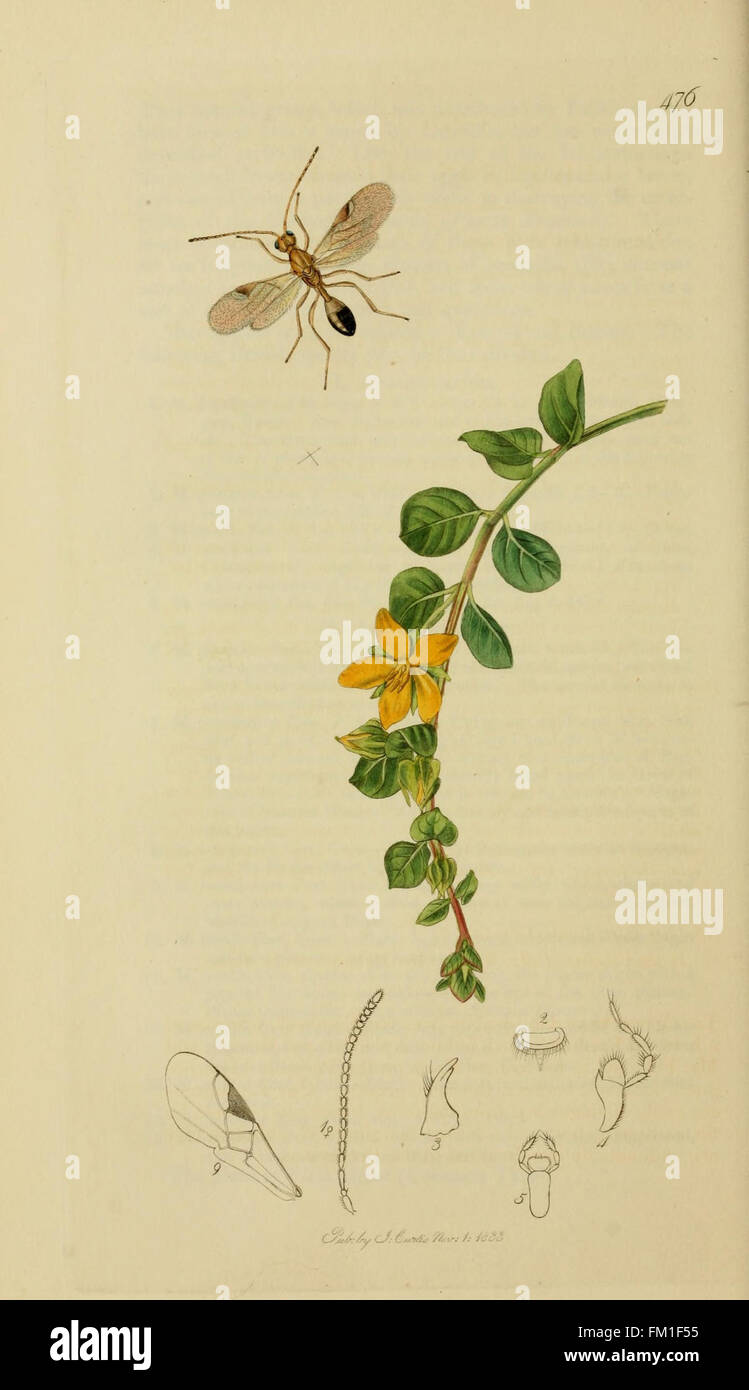 'British Entomology' provides detailed illustrations of insects found ...
