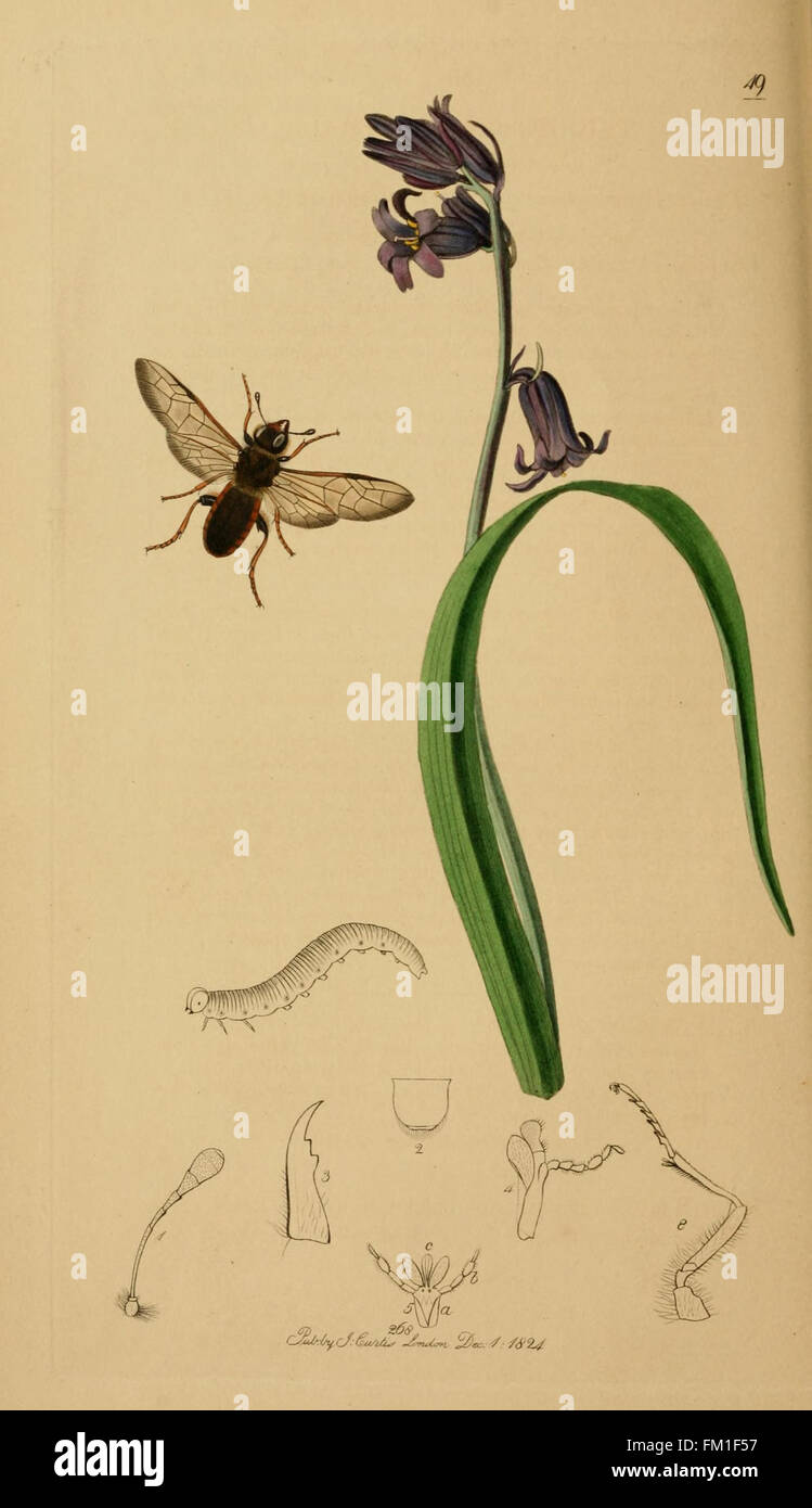 British Entomology, Plate 49, showcases various species of insects ...