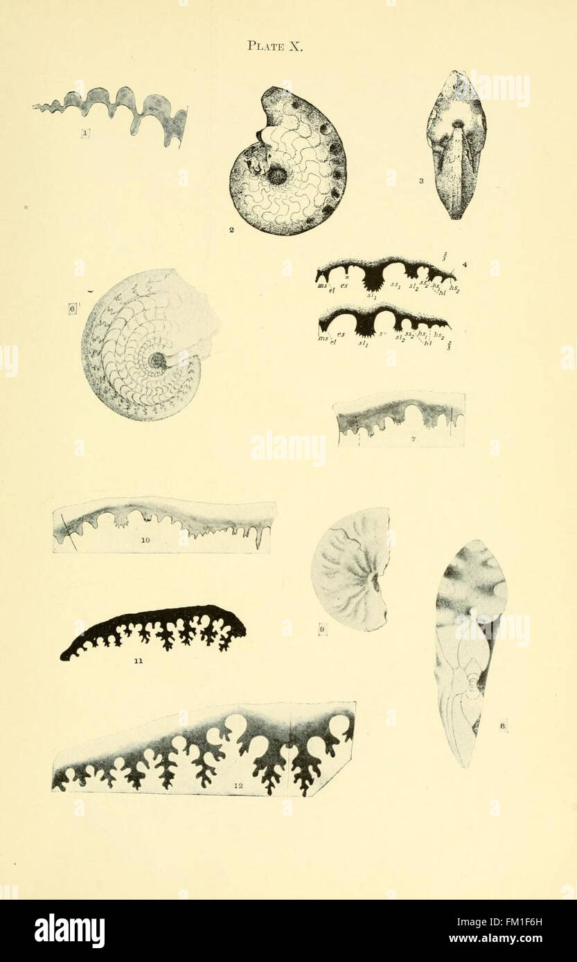 Cephalopoda harvard university hi-res stock photography and images - Alamy
