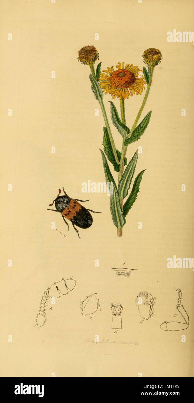 An illustration from 'British Entomology,' Plate 39, featuring insects ...