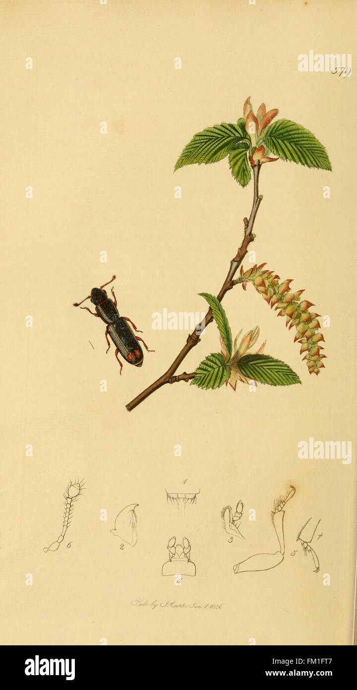 Plate 5 from *British Entomology* showcases various British insect ...