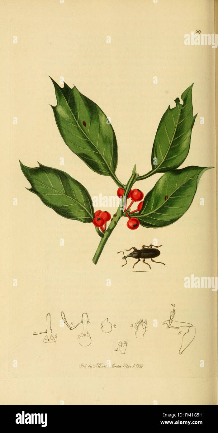 Plate 75 from 'British Entomology' illustrates a range of British ...