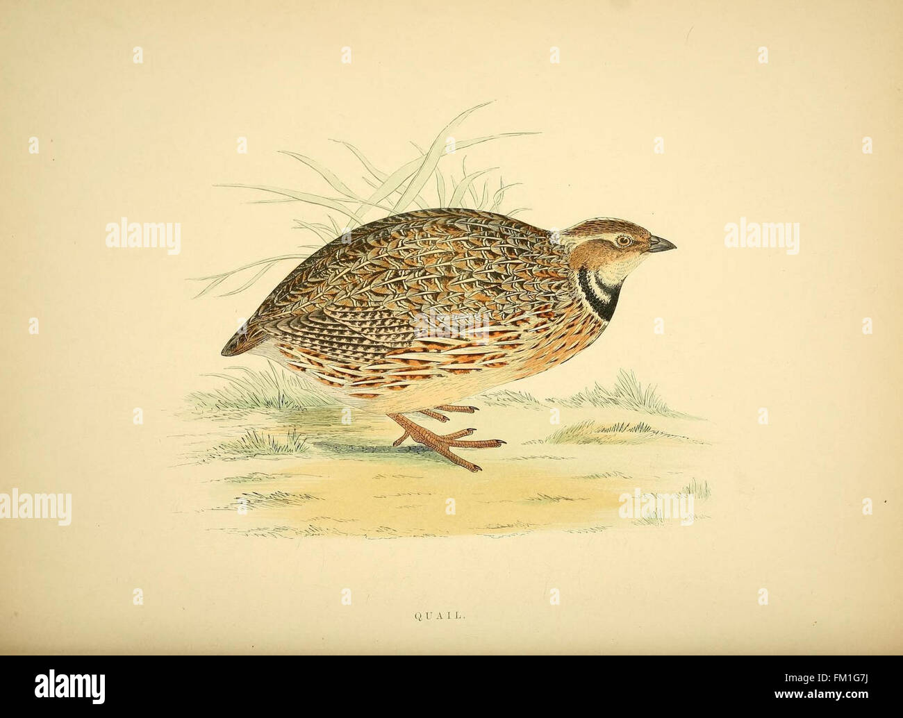 Plate 10 from 'British Game Birds and Wildfowl' shows various species ...