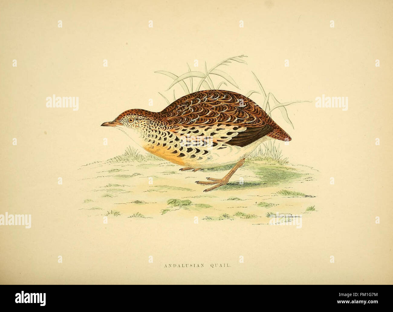 This plate from 'British Game Birds and Wildfowl' illustrates various ...
