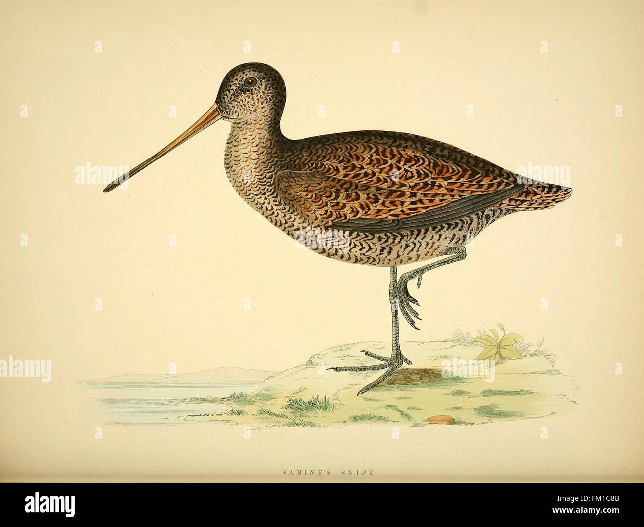 Plate 22 from 'British Game Birds and Wildfowl' offers detailed ...