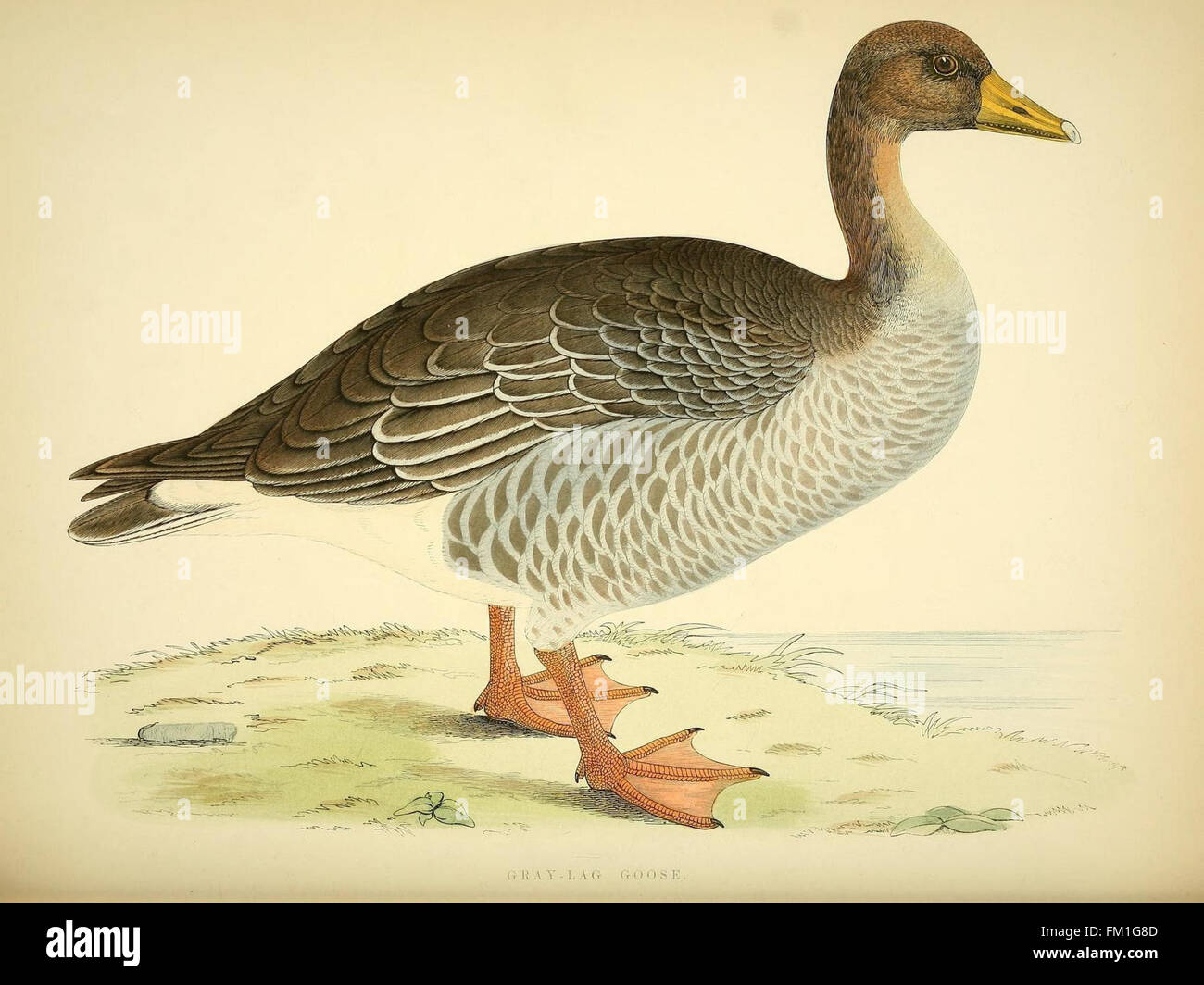 Plate 23 from 'British Game Birds and Wildfowl' highlights game birds ...