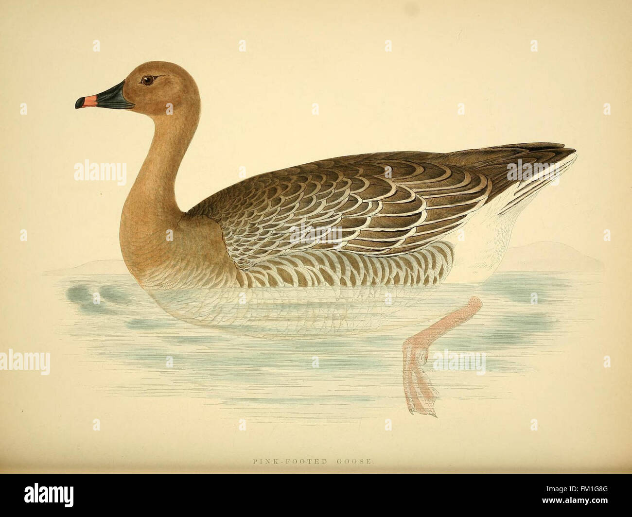 This plate from the Smithsonian Institution illustrates British game ...