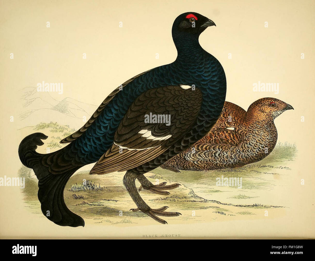 This work features British game birds and wildfowl, with Plate 3 ...