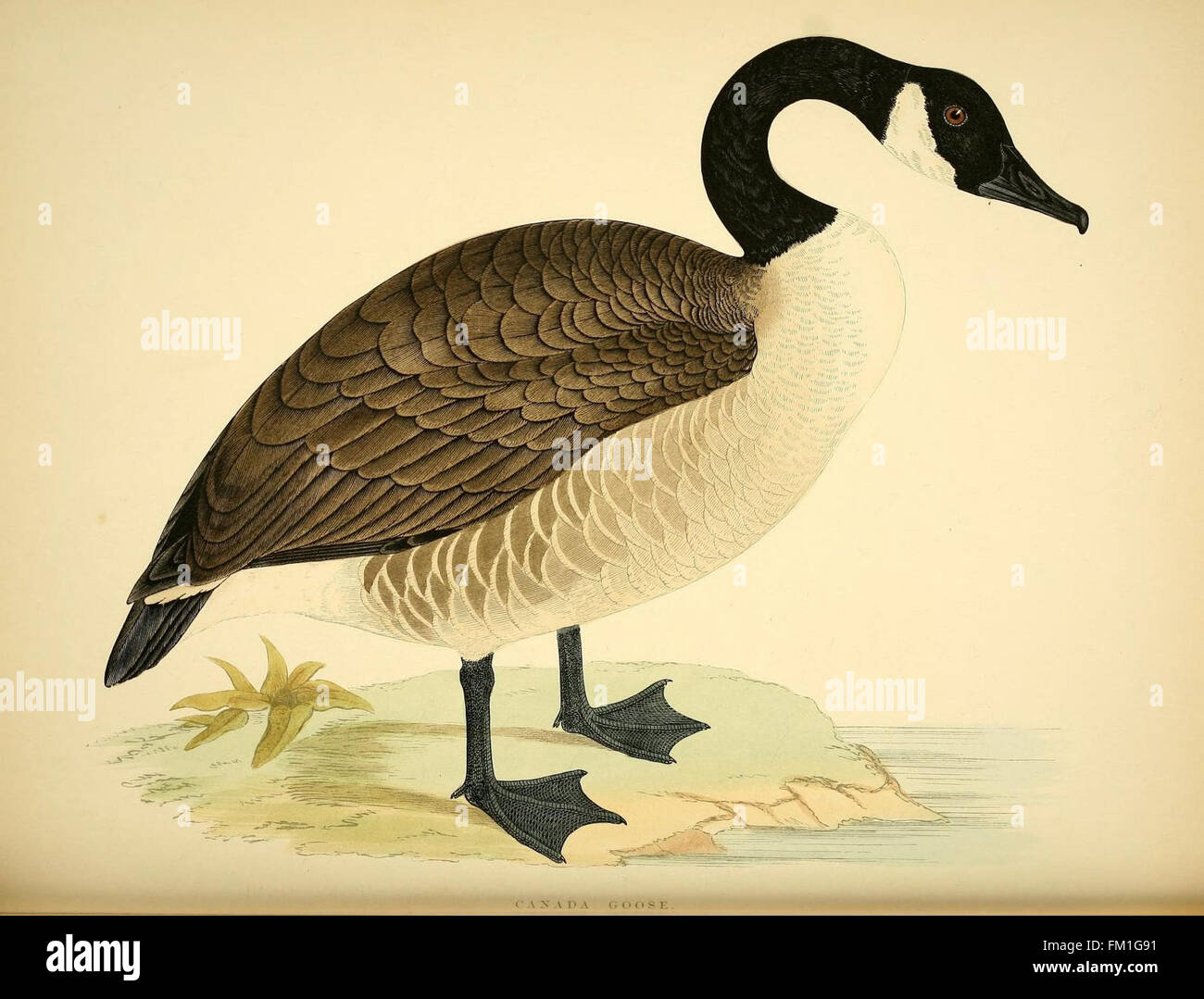 An illustration of British game birds and wildfowl, showcasing various ...