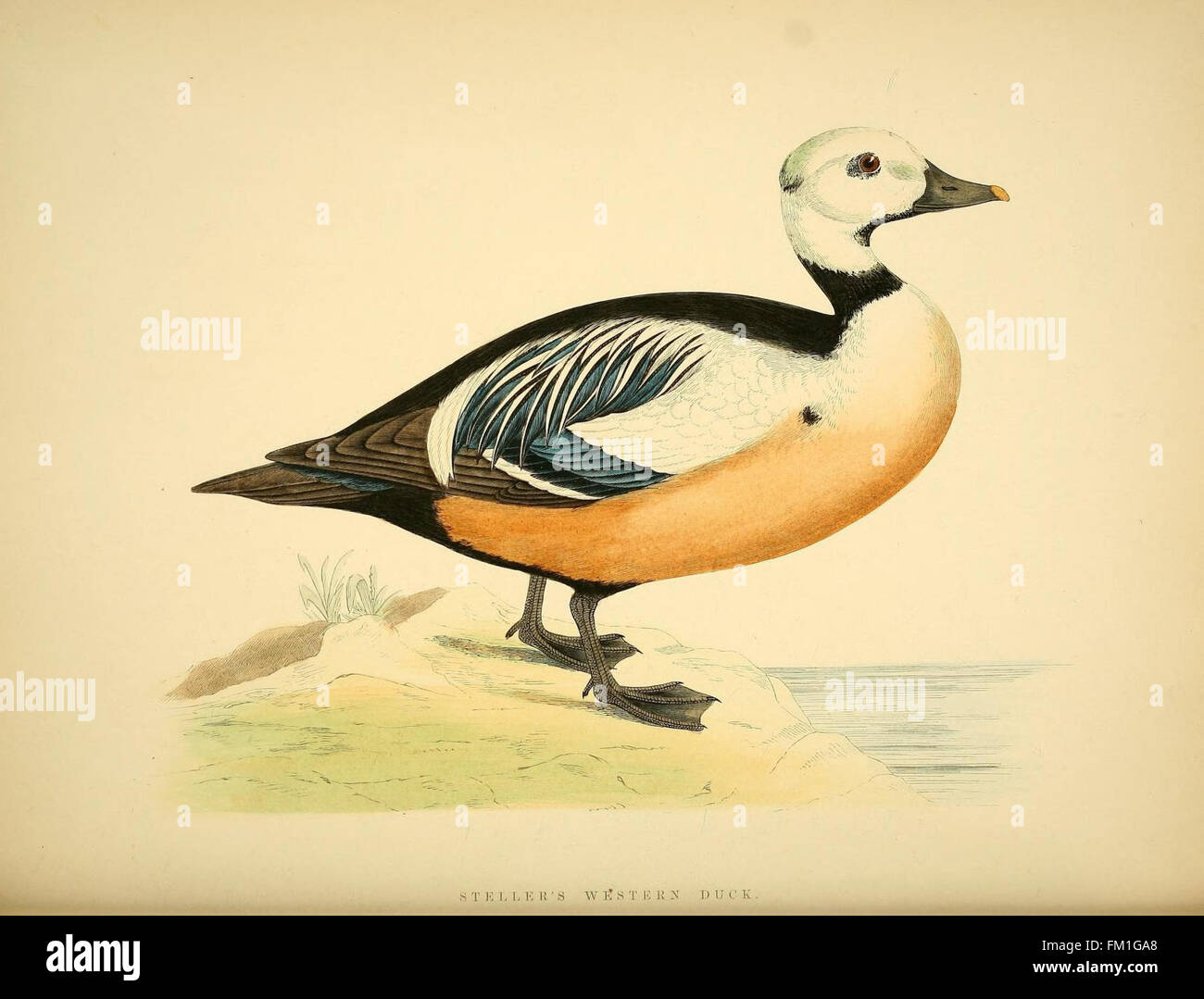 Plate 47 from *British Game Birds and Wildfowl* illustrates various ...