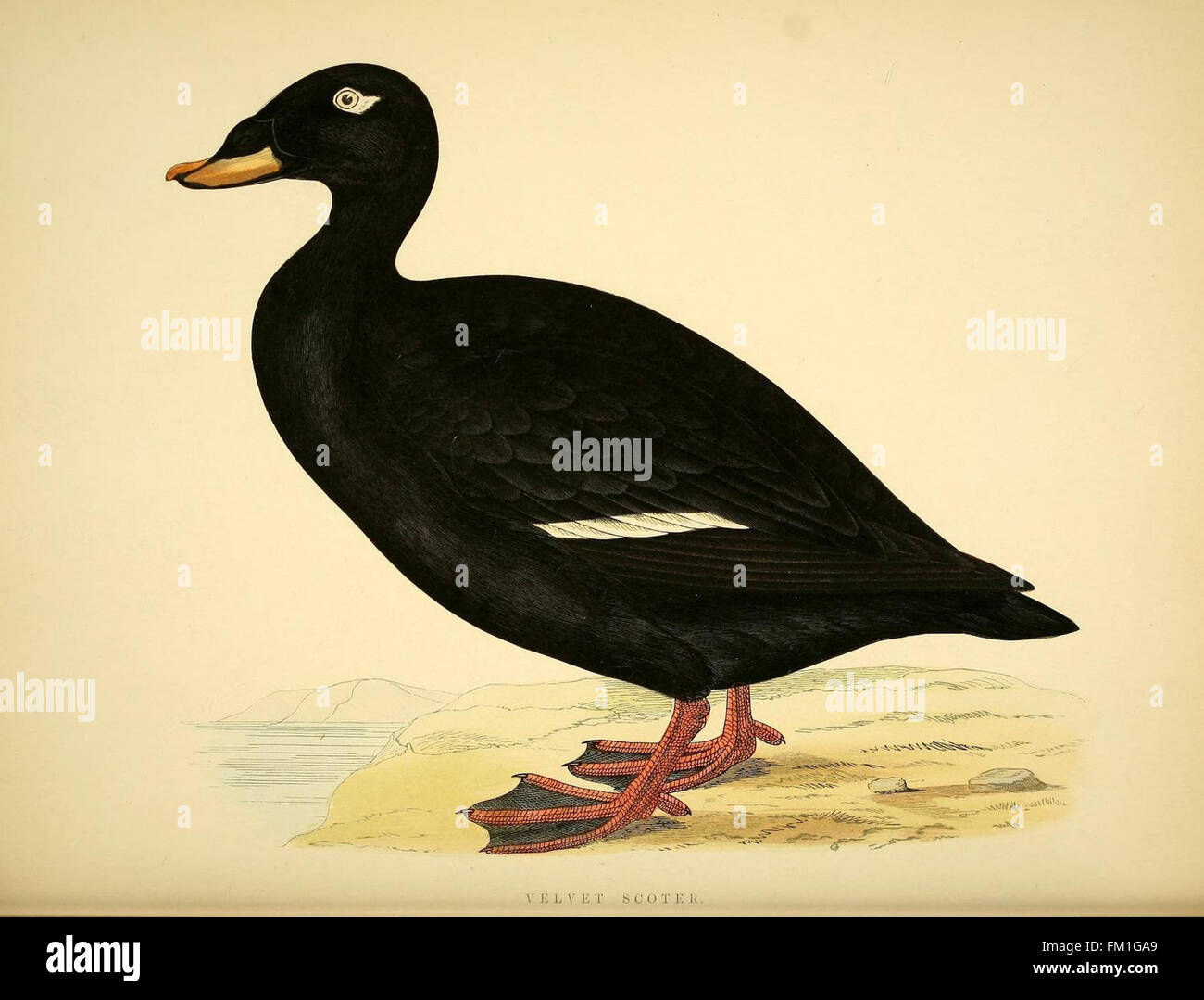 This work provides illustrations and descriptions of British game birds ...