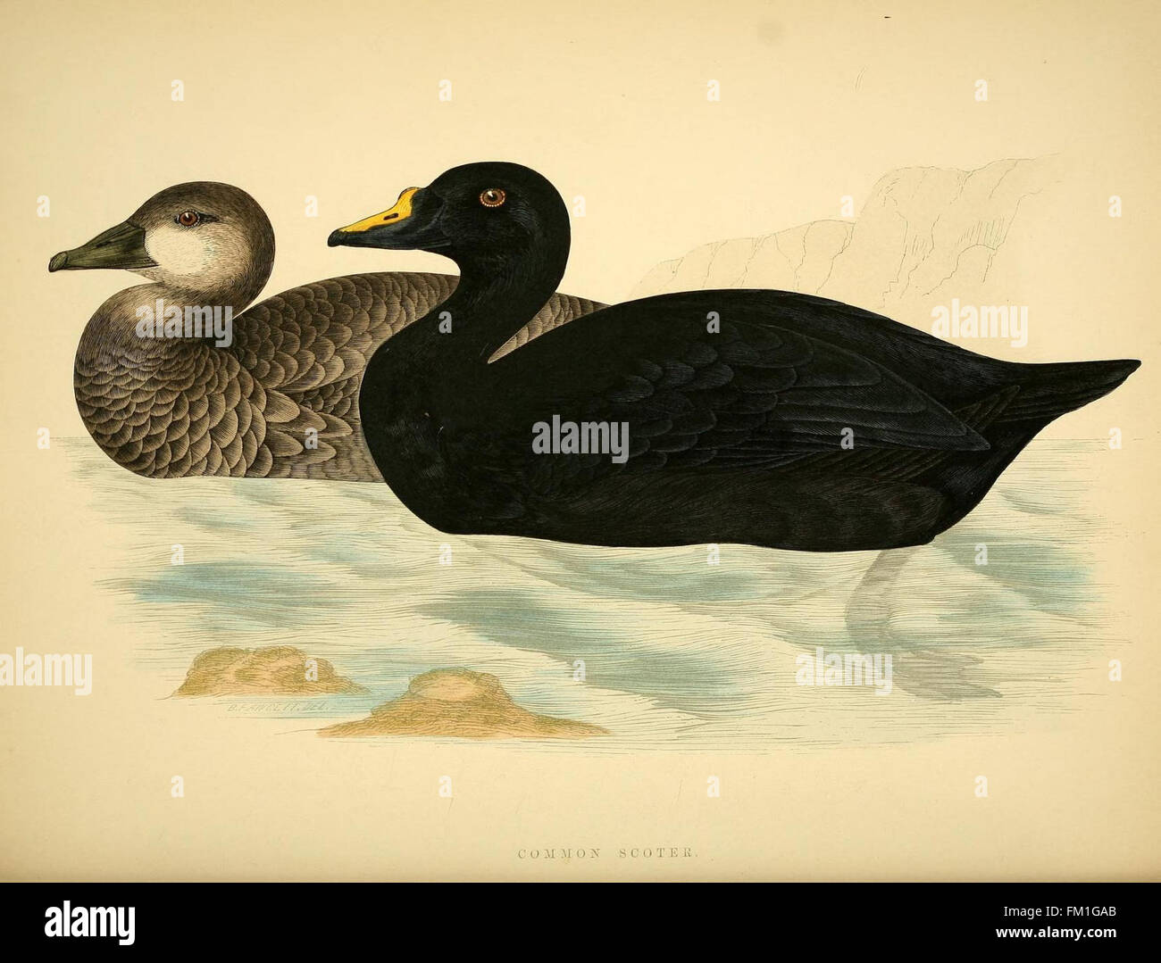 Waterfowl britain hi-res stock photography and images - Alamy