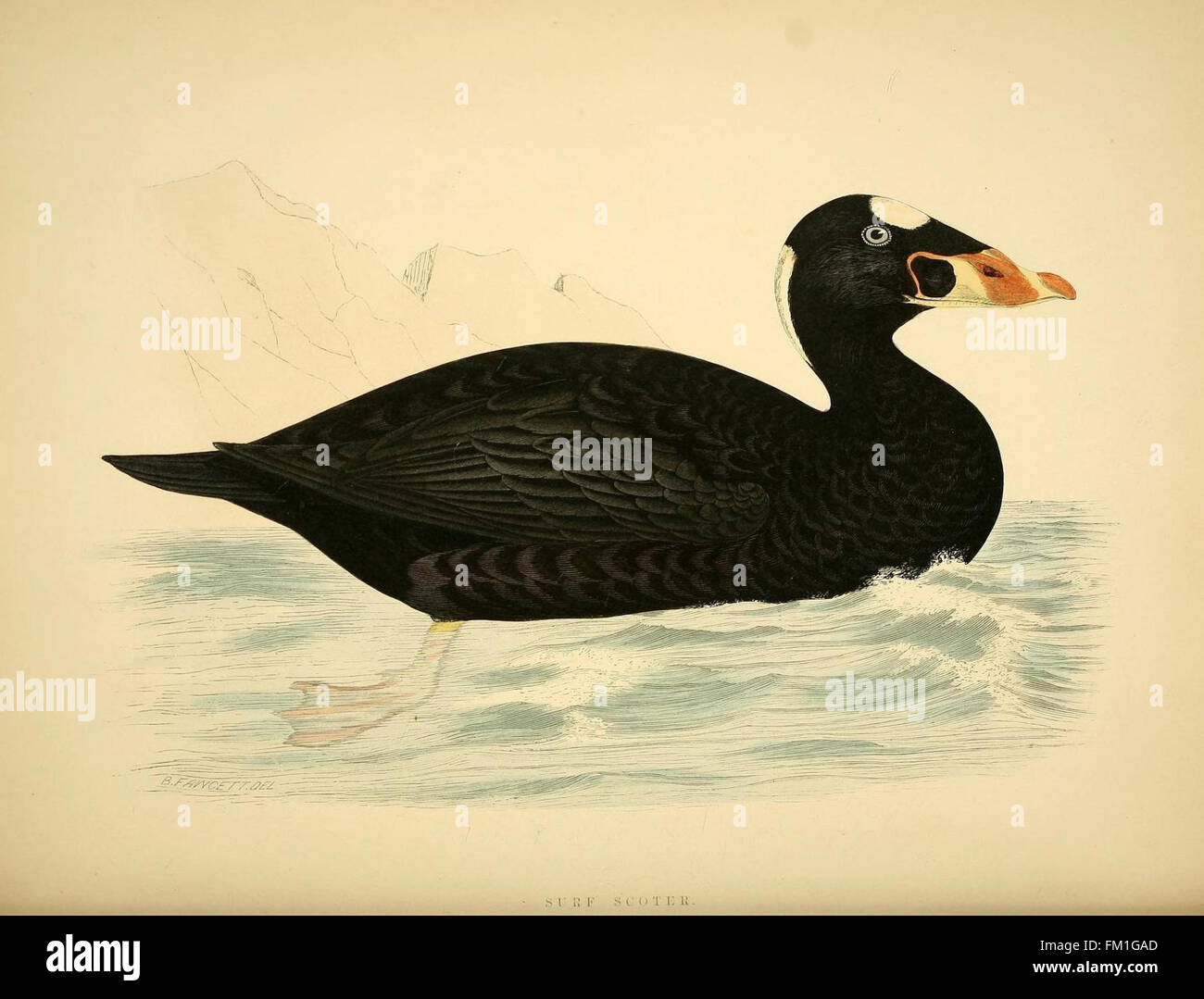 An illustration of British game birds and wildfowl, shown in Plate 51 ...