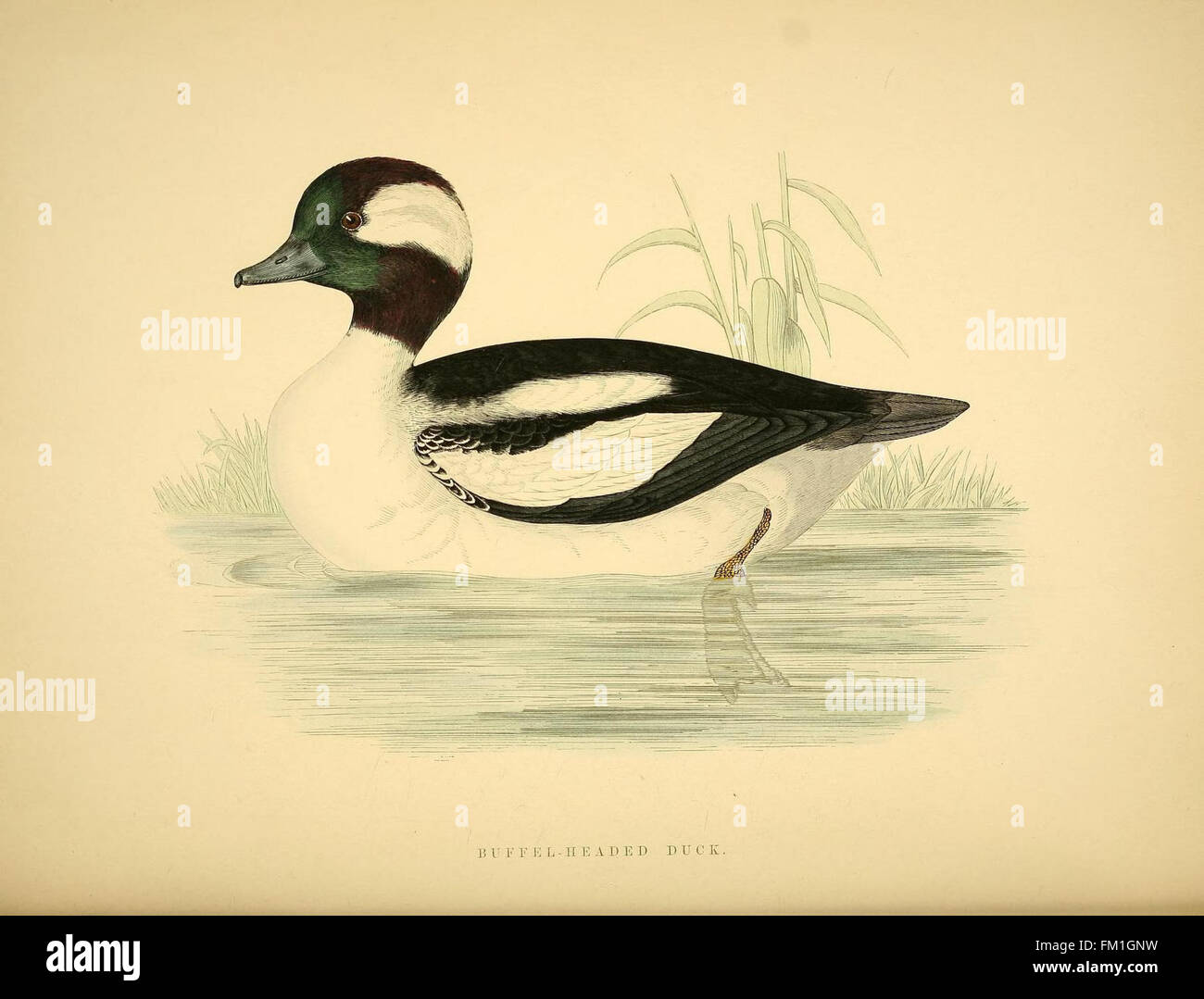 Plate 60 from 'British Game Birds and Wildfowl' provides illustrations ...