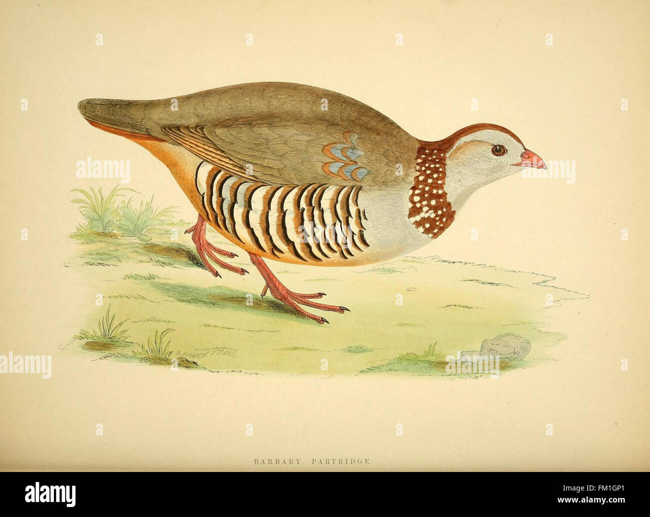 Plate 8 from *British Game Birds and Wildfowl* depicts various game ...