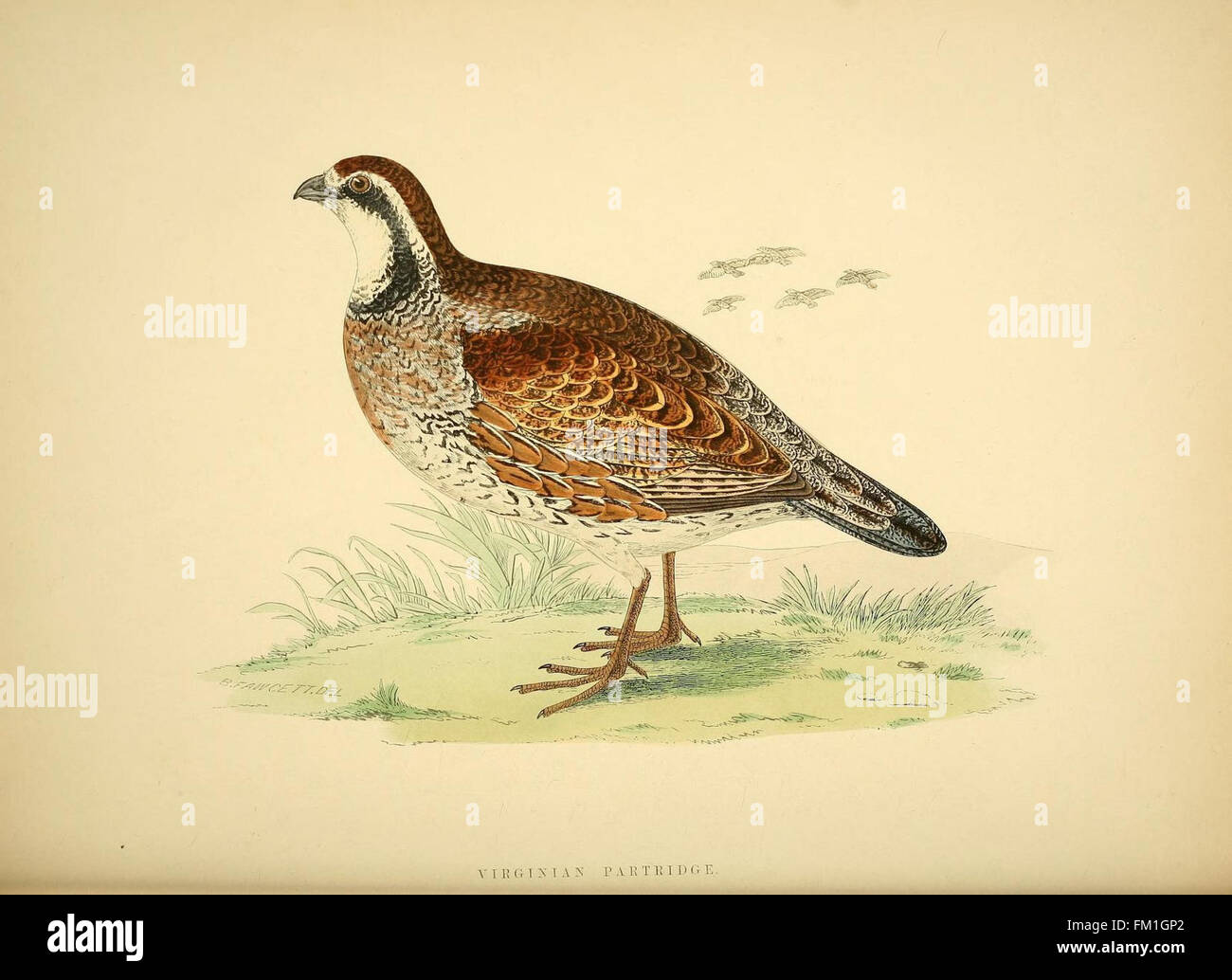 Plate 9 from 'British Game Birds and Wildfowl' illustrates various ...