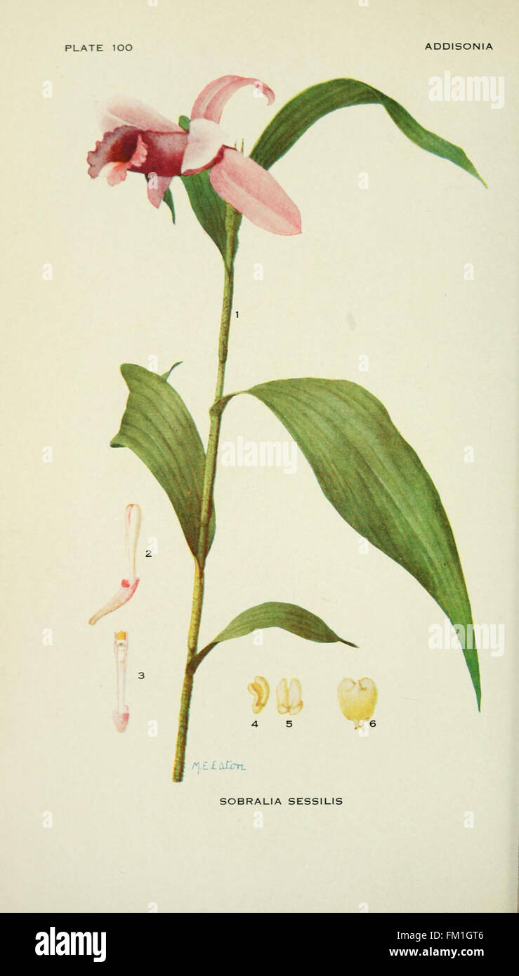 Addisonia (PLATE 100 Stock Photo - Alamy