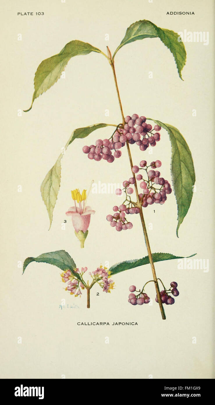 Addisonia (PLATE 103 Stock Photo - Alamy