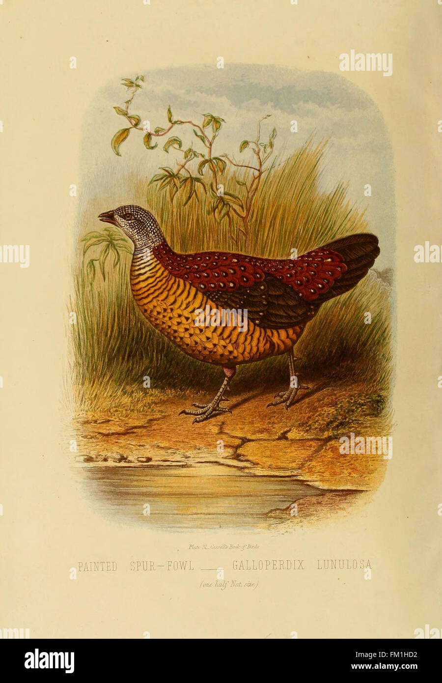 Frontispiece plate hi-res stock photography and images - Alamy