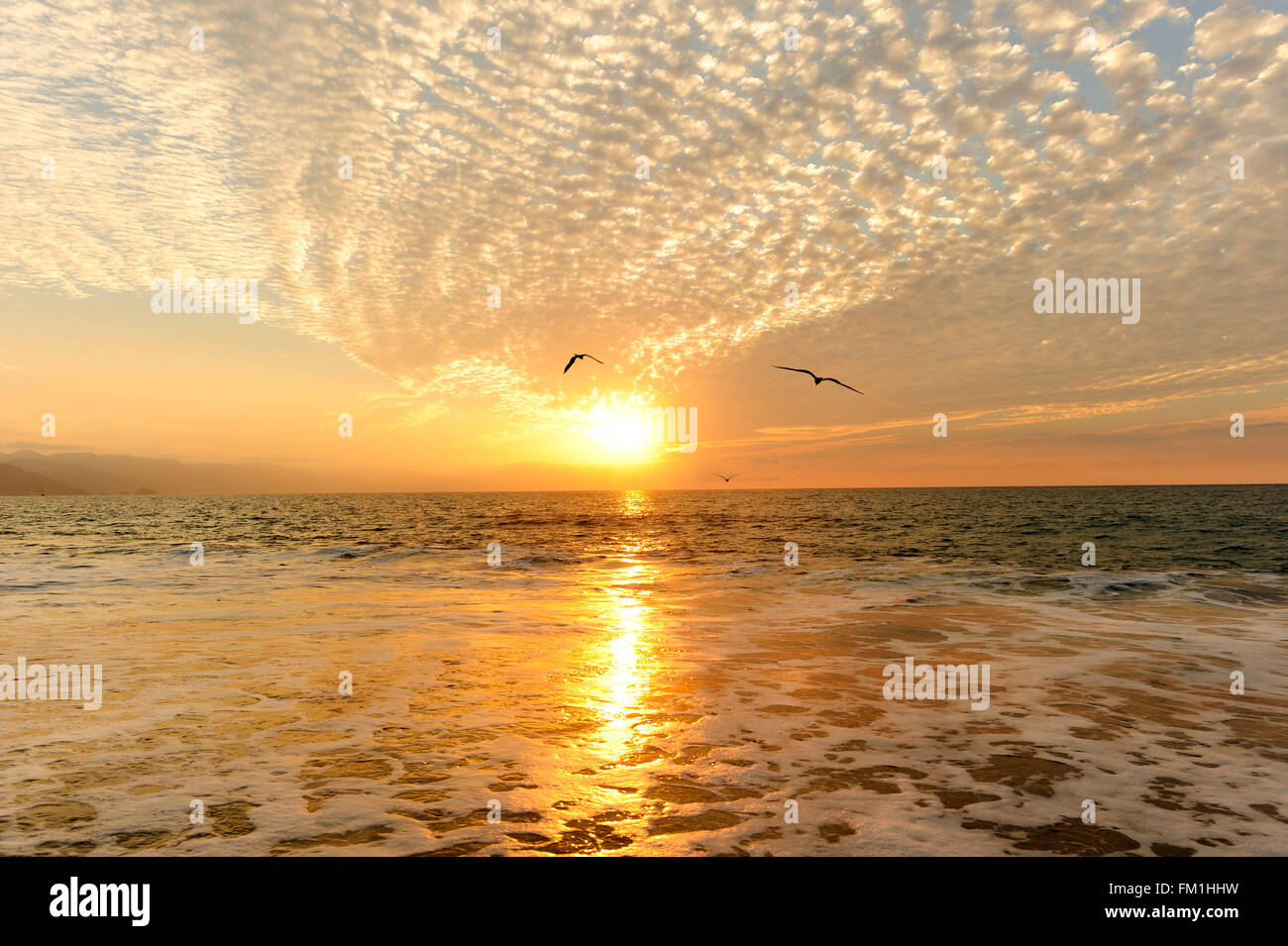 Ocean sunset birds is birds in a flight of freedom and inspiration ...