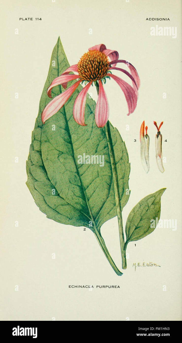 Plate 114 hi-res stock photography and images - Alamy