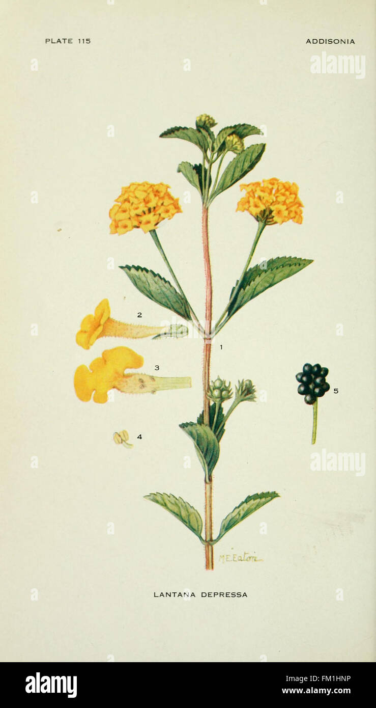 Addisonia (PLATE 115 Stock Photo - Alamy