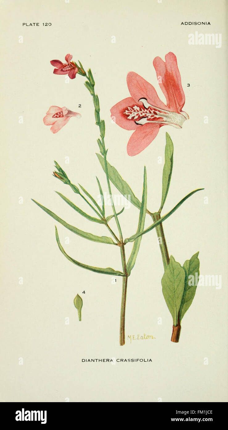 Plate 120 hi-res stock photography and images - Alamy