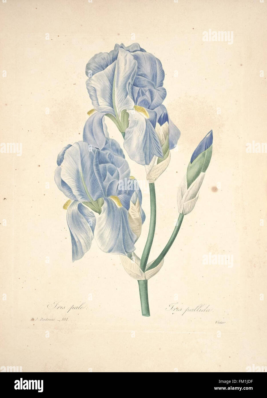 Plate 101 from 'Choix des plus belles fleurs' (1833) illustrates the ...