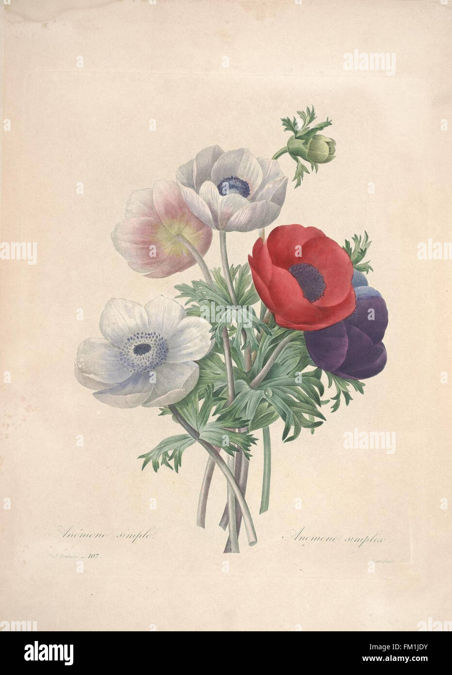 Choix des Plus Belles Fleurs (Plate 107) from 1833 highlights the most ...