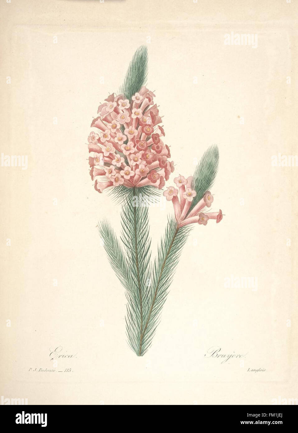 Plate 115 from 'Choix des plus belles fleurs' (1833) presents exquisite ...