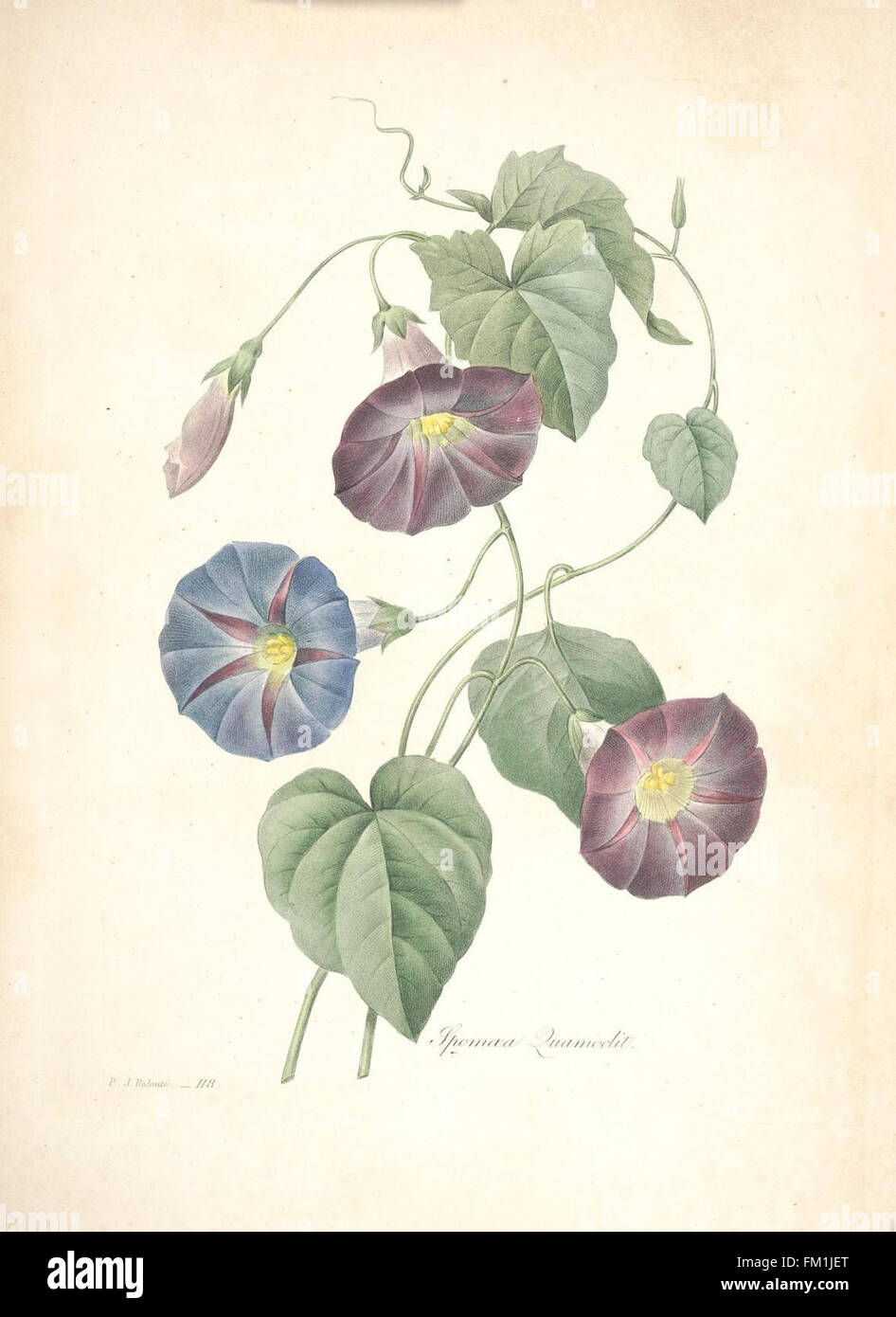 A botanical illustration from 'Choix des plus belles fleurs' (Plate 118 ...