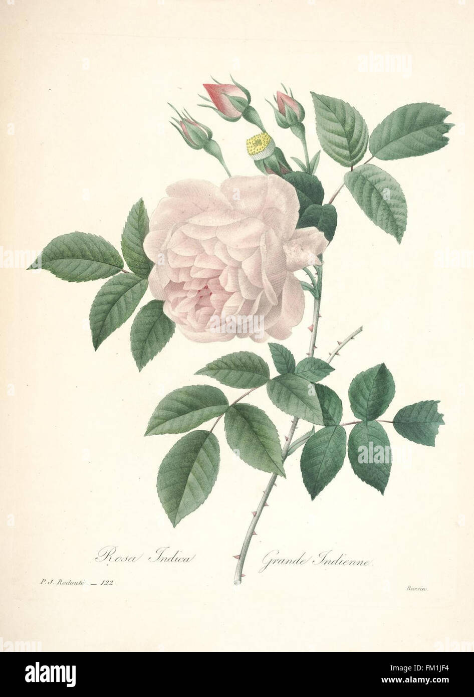 This plate from *Choix des plus belles fleurs* showcases a selection of ...