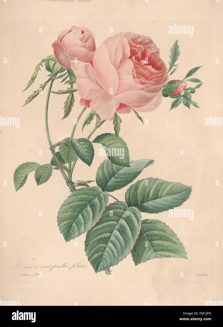 This 1833 plate from 'Choix des plus belles fleurs' features beautiful ...