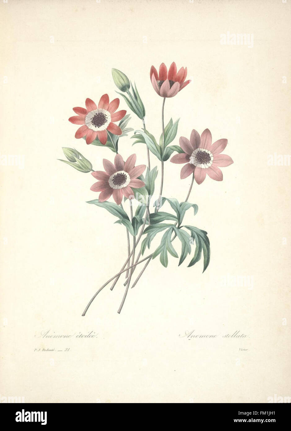 This illustration from 'Choix des plus belles fleurs' (1833) showcases ...