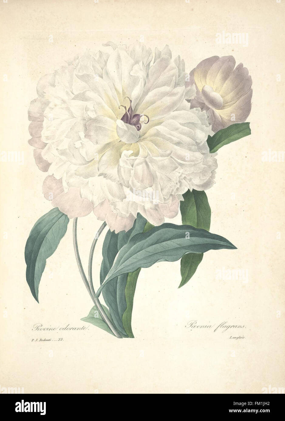 Choix des plus belles fleurs (Plate 22 Stock Photo - Alamy