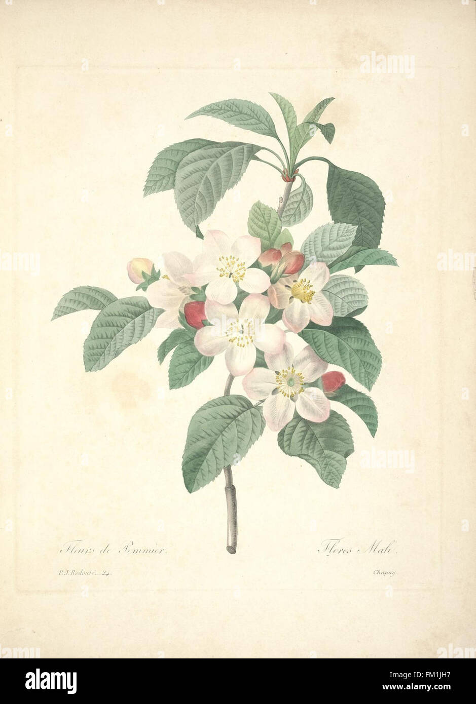 Plate 24 from 'Choix des plus belles fleurs' showcases the most ...