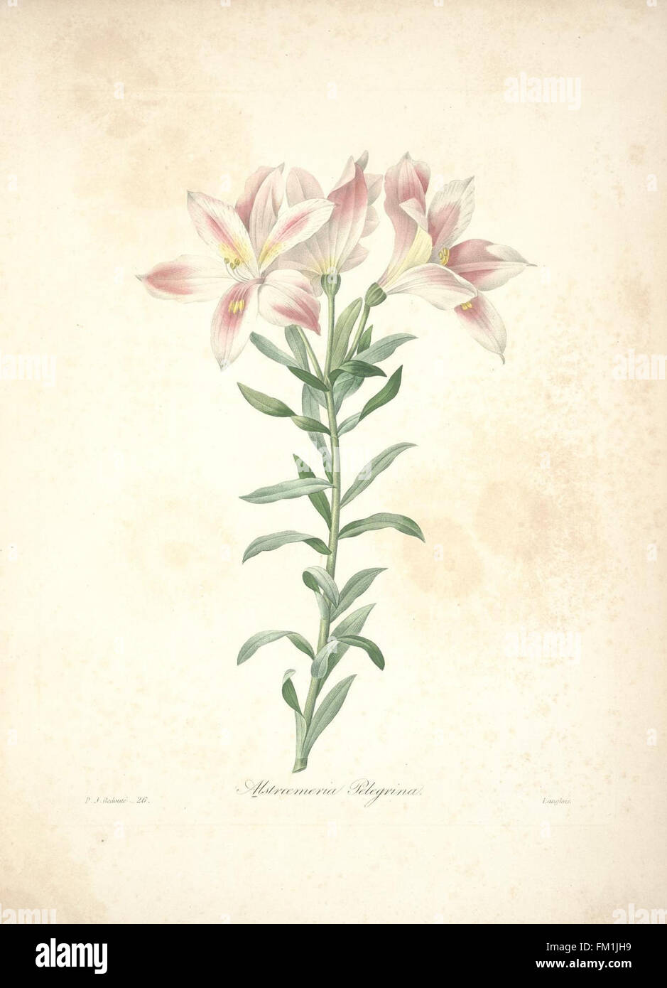 Plate 26 of 'Choix des plus belles fleurs' presents exquisite ...