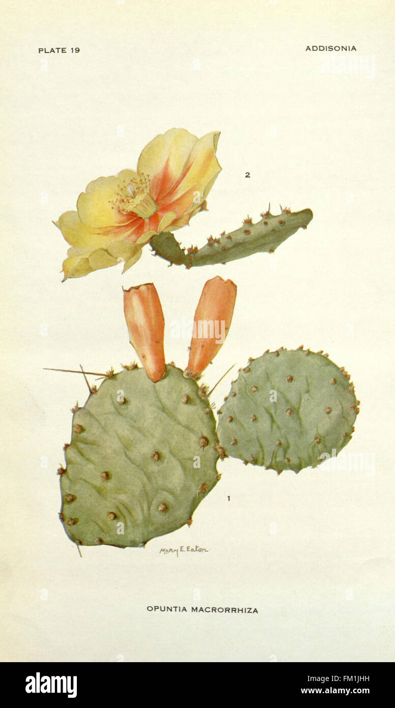 Addisonia (PLATE 19 Stock Photo - Alamy